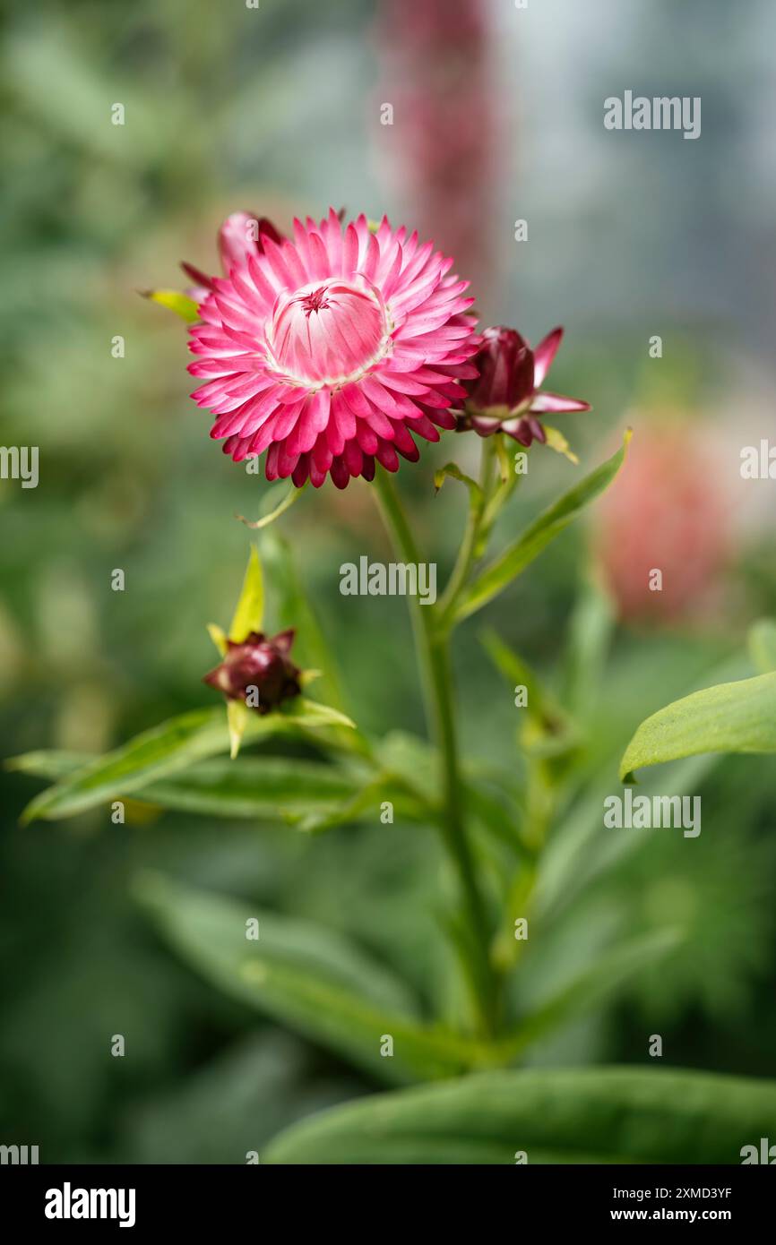 Pink strawflower (Helichrysum bracteatum) in a garden Stock Photo - Alamy
