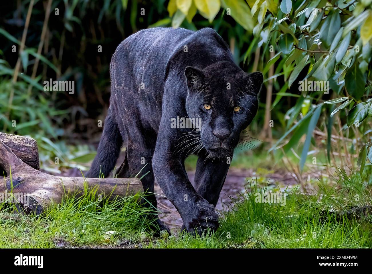 Black panther teeth hi-res stock photography and images - Alamy