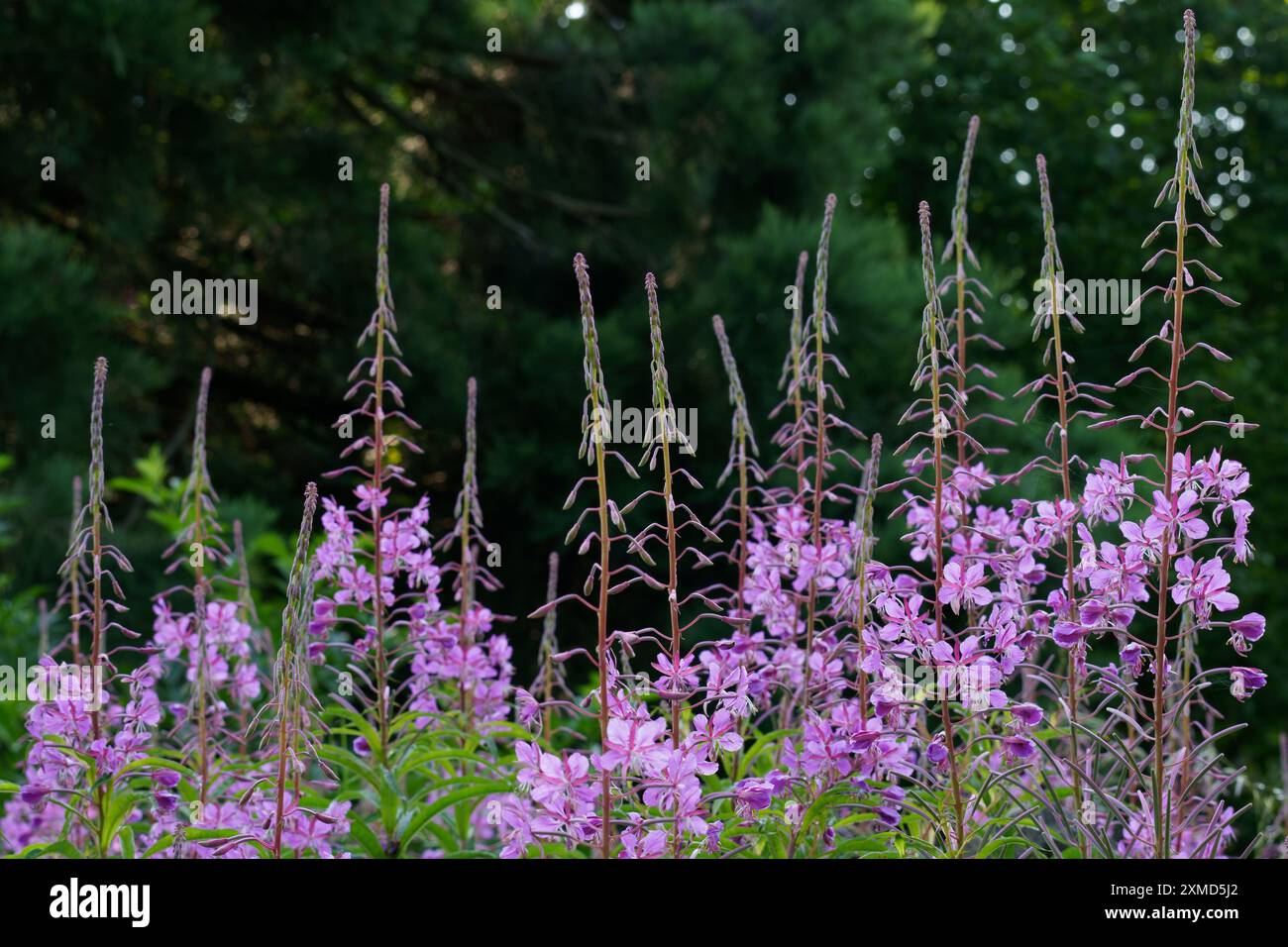 purple flowers in southampton old cemetery Stock Photo - Alamy