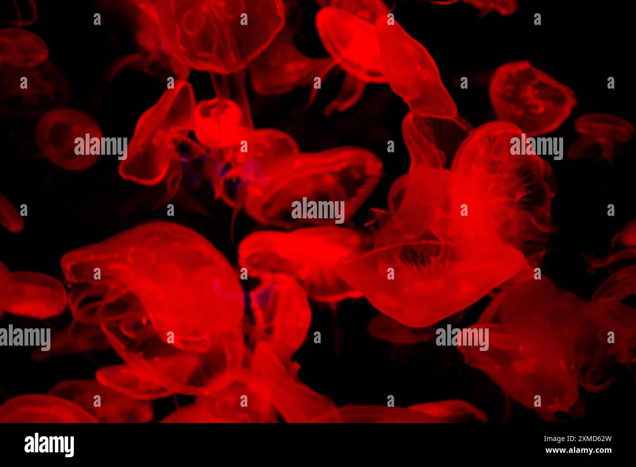 Sea jellyfish under the red light in the aquarium Stock Photo - Alamy