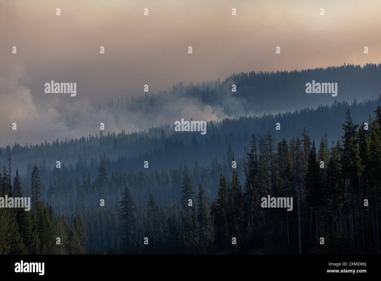 The sky is hazy and the trees are covered in smoke. You can see the ...