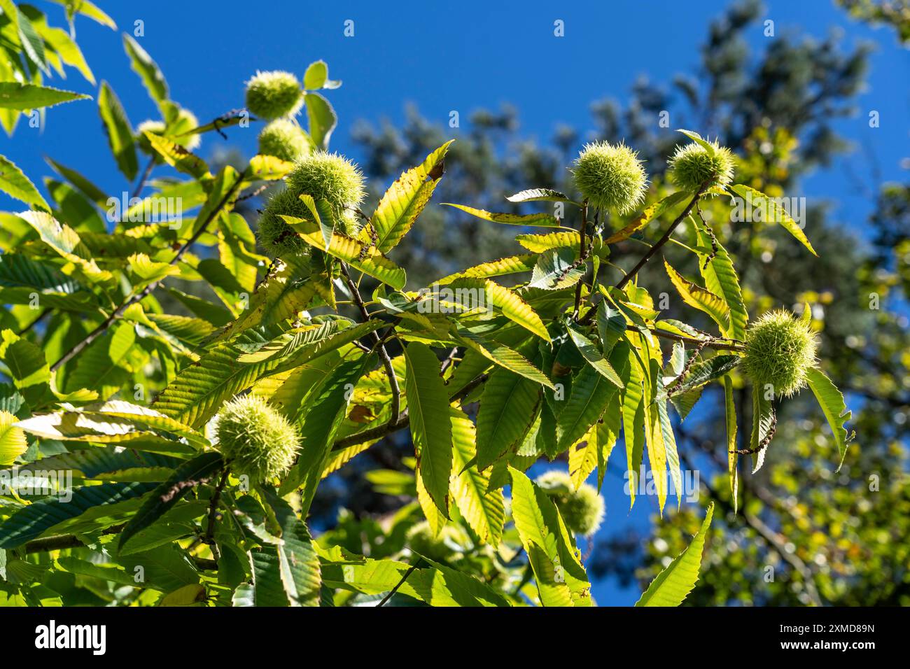 Fruits of the sweet chestnut, in the Haard forest area, in the northern ...