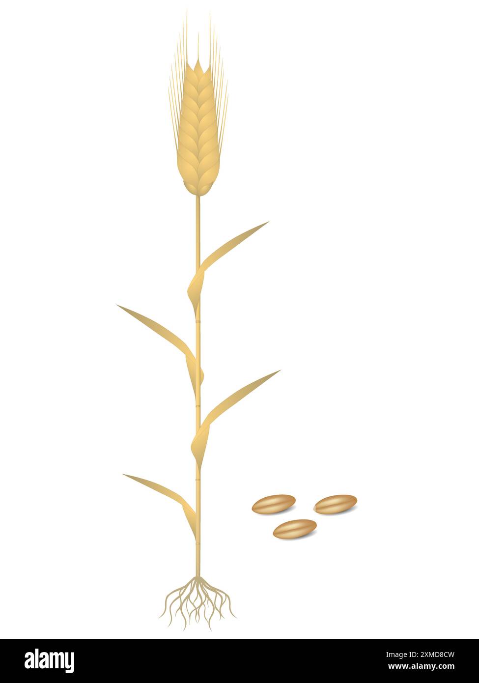 Rye plant with roots and seeds on a white background Stock Vector Image ...