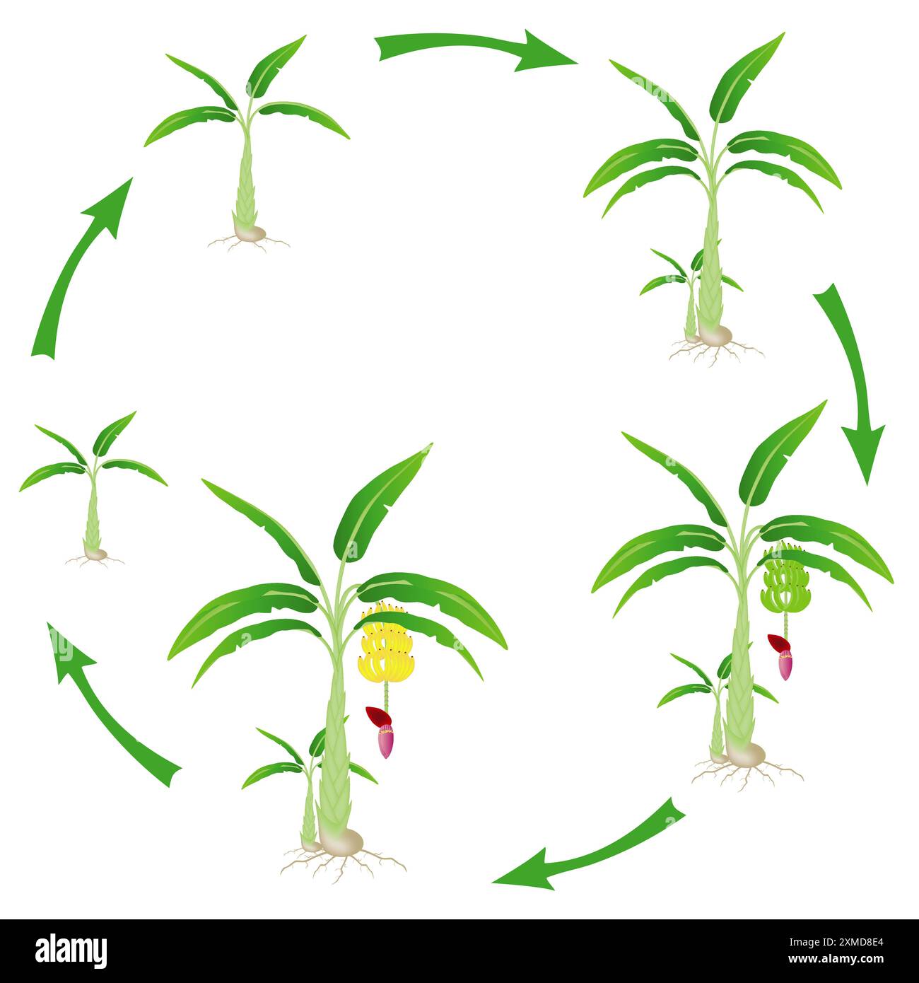 Banana bunch green leaf Stock Vector Images - Alamy