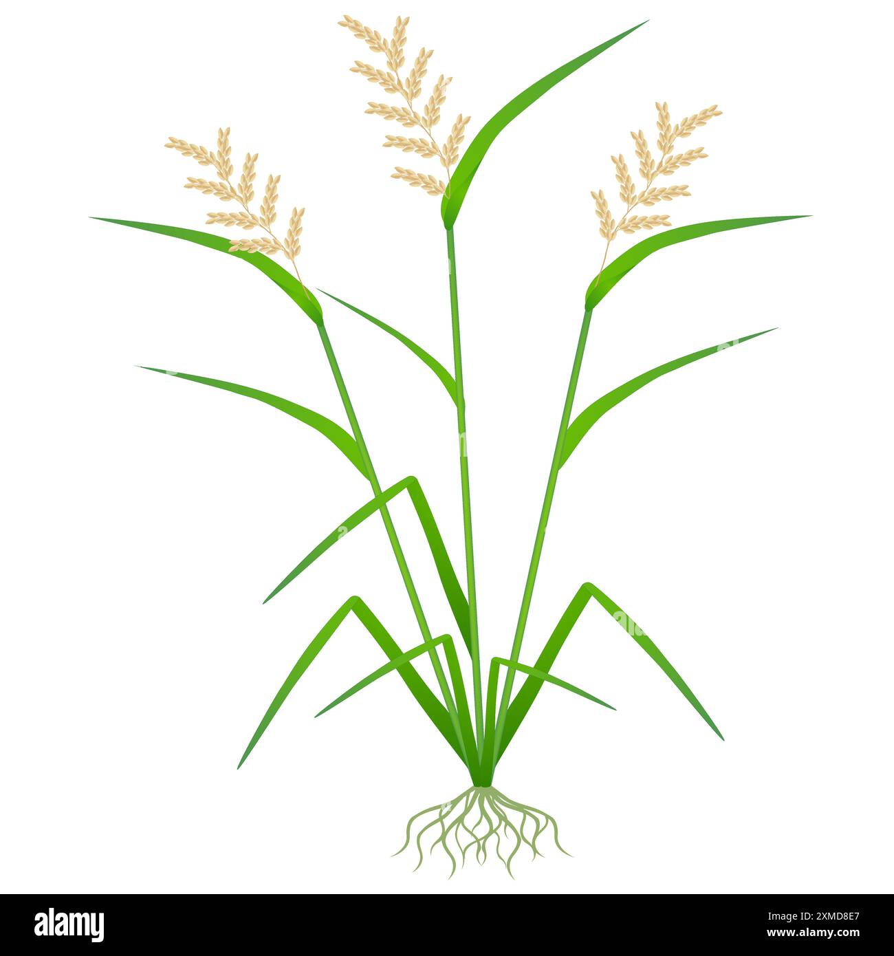 Rice plant with roots isolated on white background Stock Vector Image ...