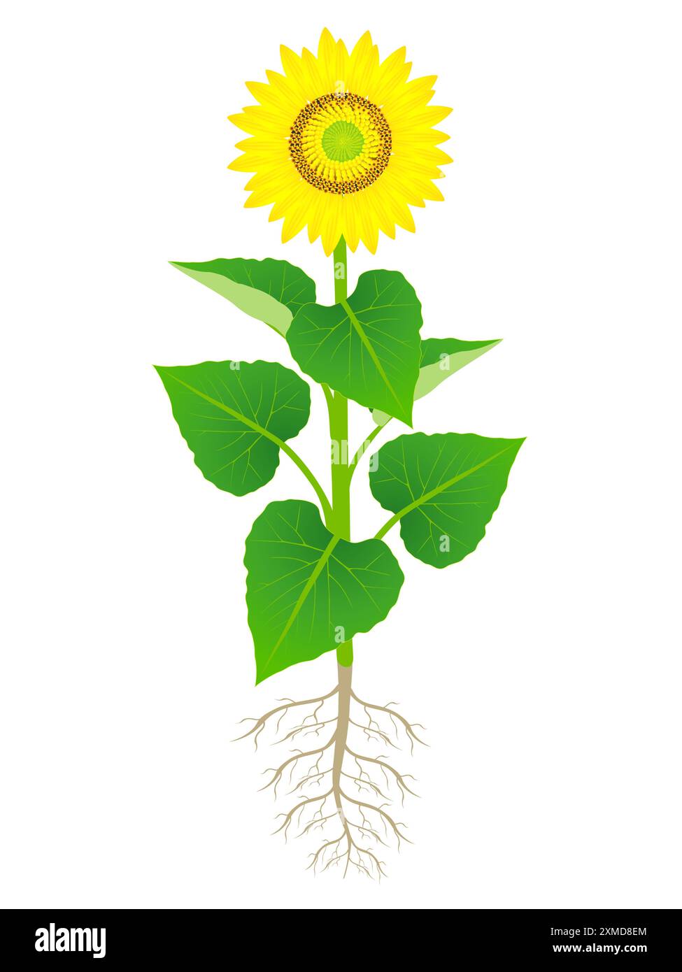 Sunflower plant with roots Stock Vector Images - Alamy