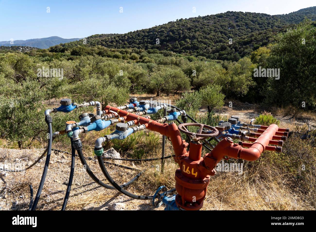 Water supply in an olive tree plantation, several hoses lead from a ...