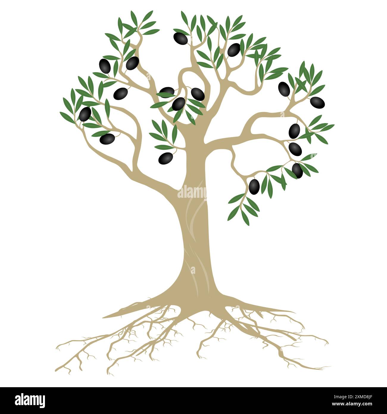 Olive tree with roots and fruits on a white background Stock Vector ...