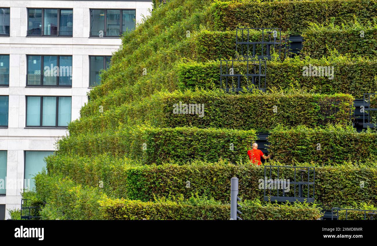 Green facade, made of over 30, 000 hornbeams forming a hedge a good 8 ...
