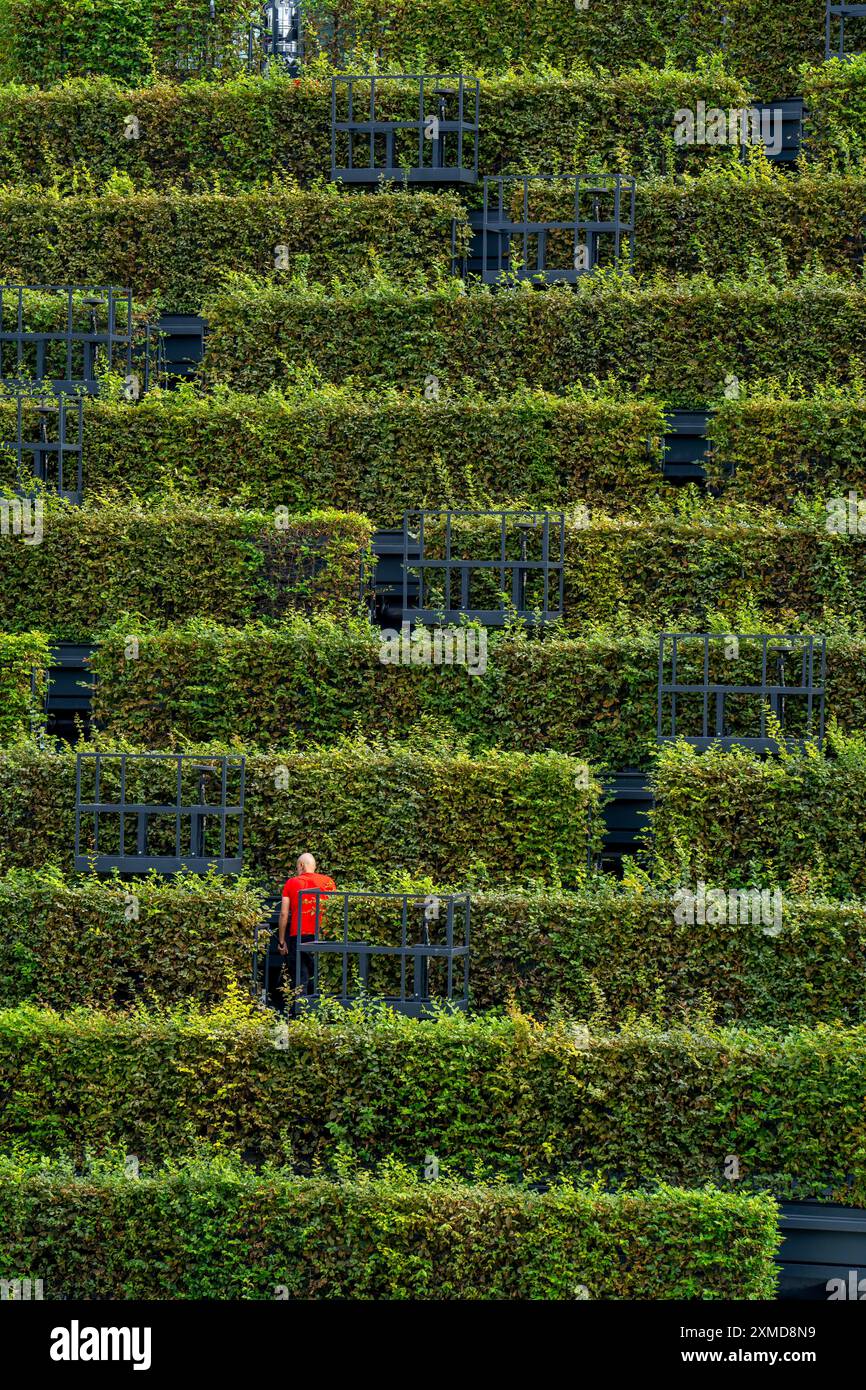 Green facade, made of over 30, 000 hornbeams forming a hedge a good 8 ...