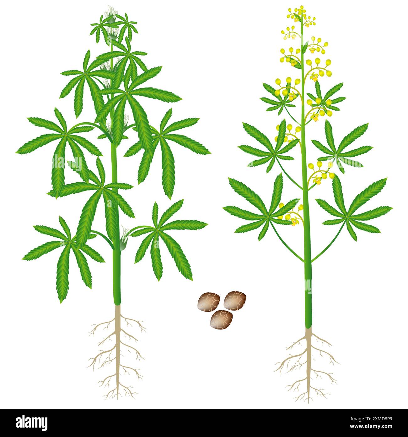 Female cannabis plant seeds Cut Out Stock Images & Pictures - Alamy