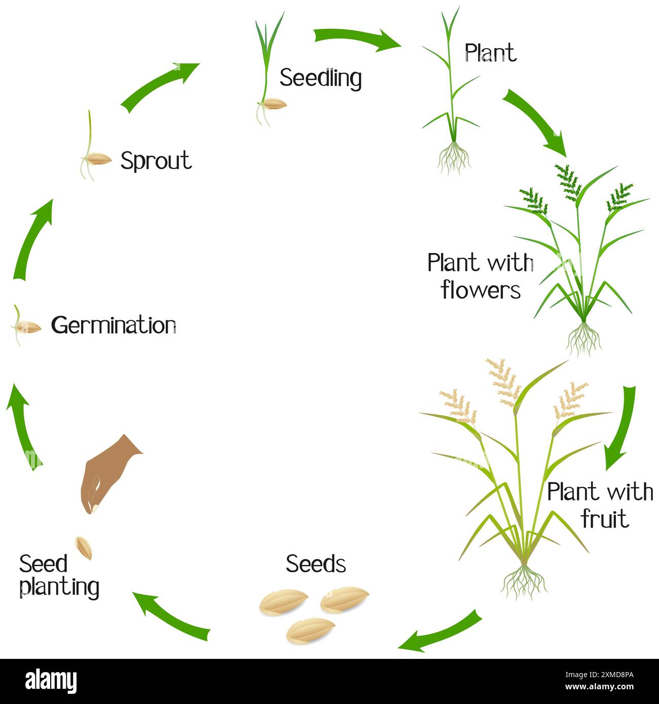 Life cycle of a rice plant on a white background Stock Vector Image ...