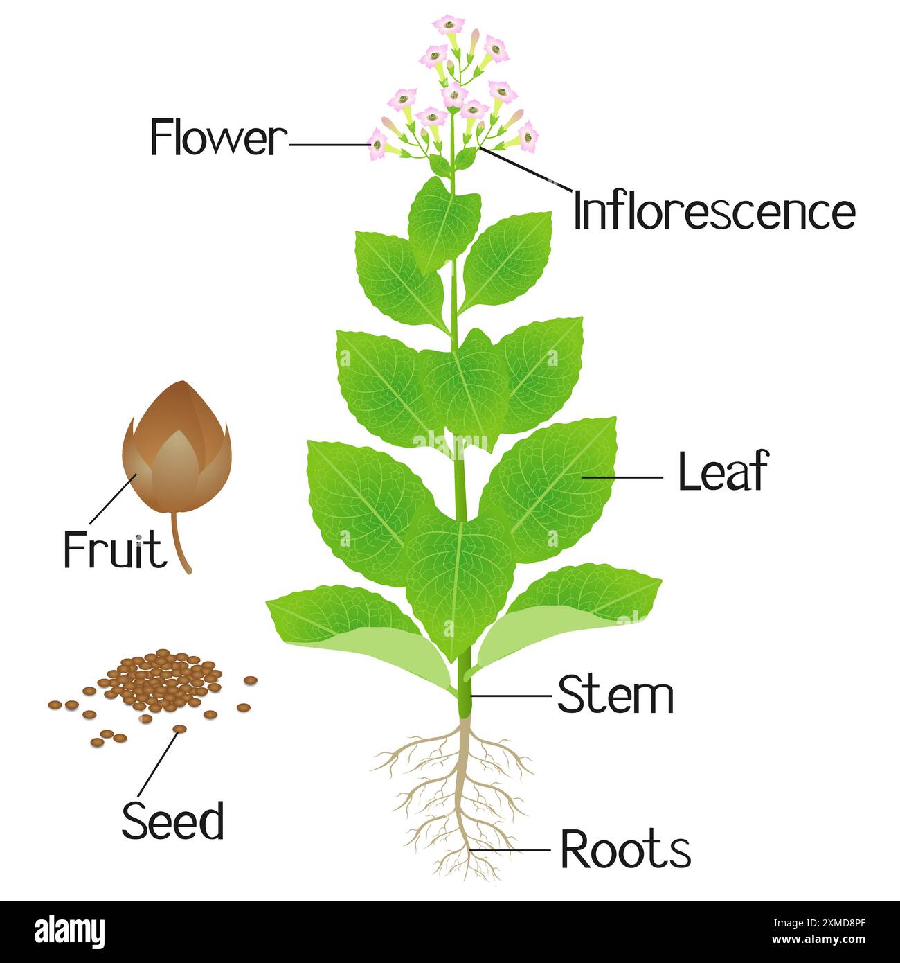 Tobacco plant drawing Stock Vector Images - Alamy