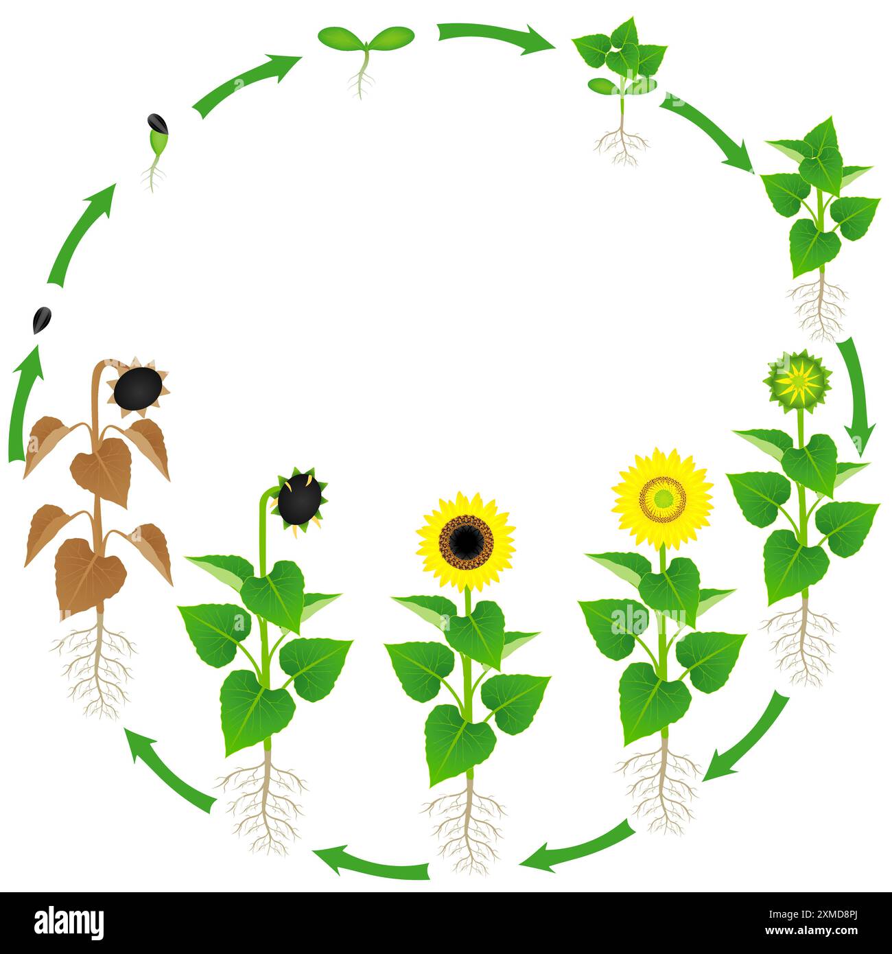 Parts of a sunflower Stock Vector Images - Alamy
