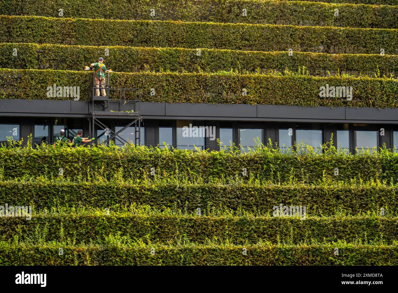 Green facade, made of over 30, 000 hornbeams forming a hedge a good 8 ...