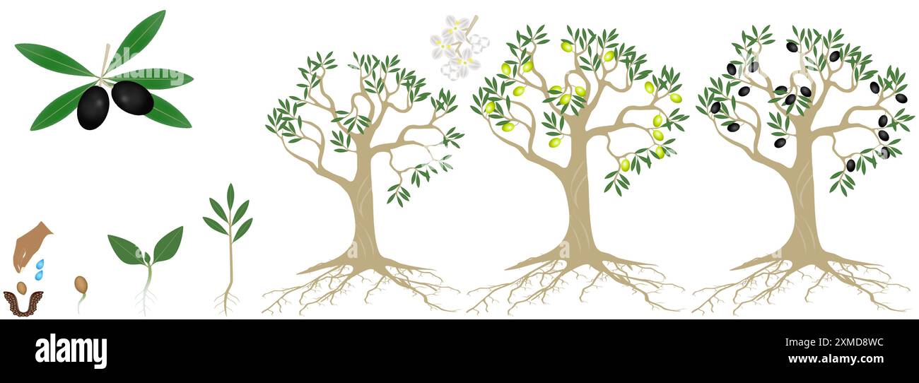 Cycle of growth of a plant of a olives isolated on a white background ...