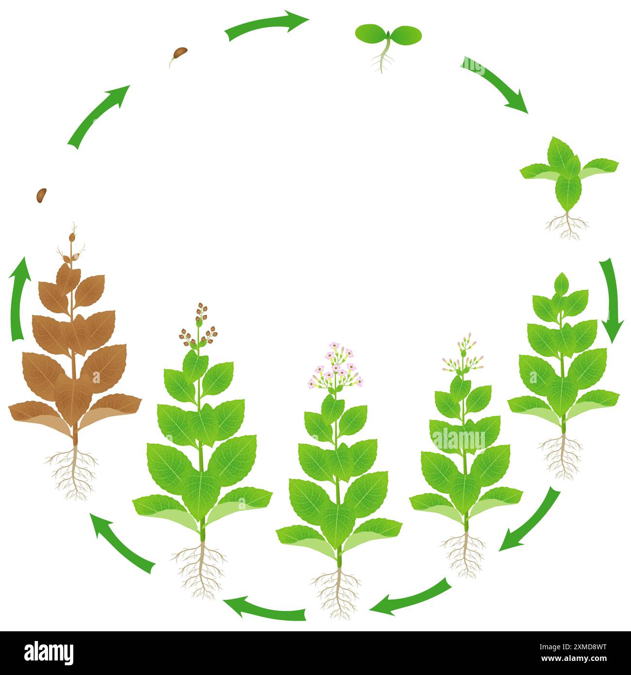 Tobacco flowers Cut Out Stock Images & Pictures - Alamy