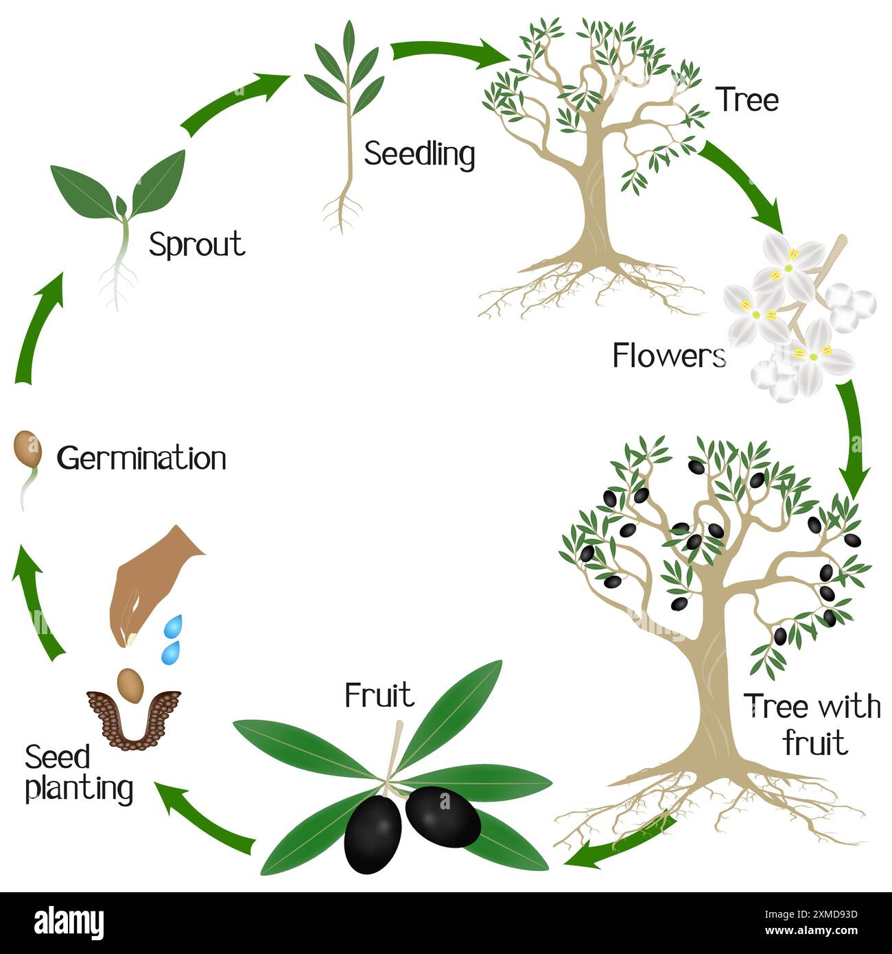 Cycle of a olives plant growth isolated on white background Stock ...