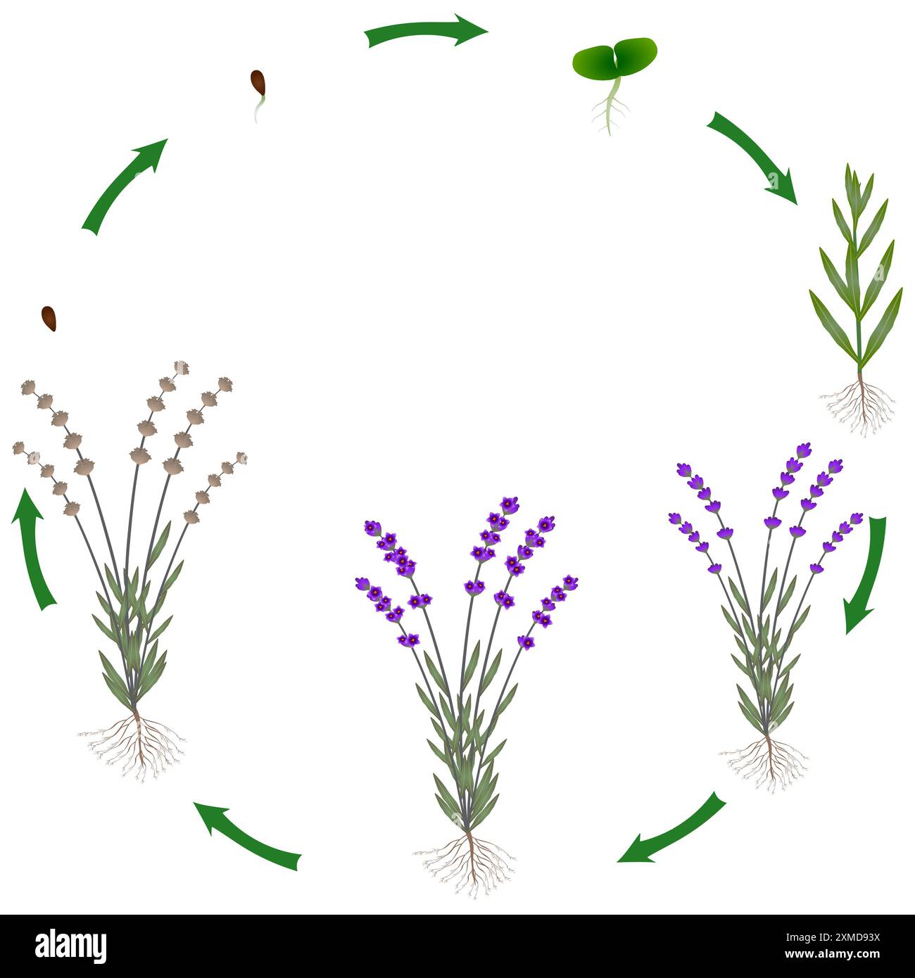 Life cycle of a lavender plant on a white background Stock Vector Image ...