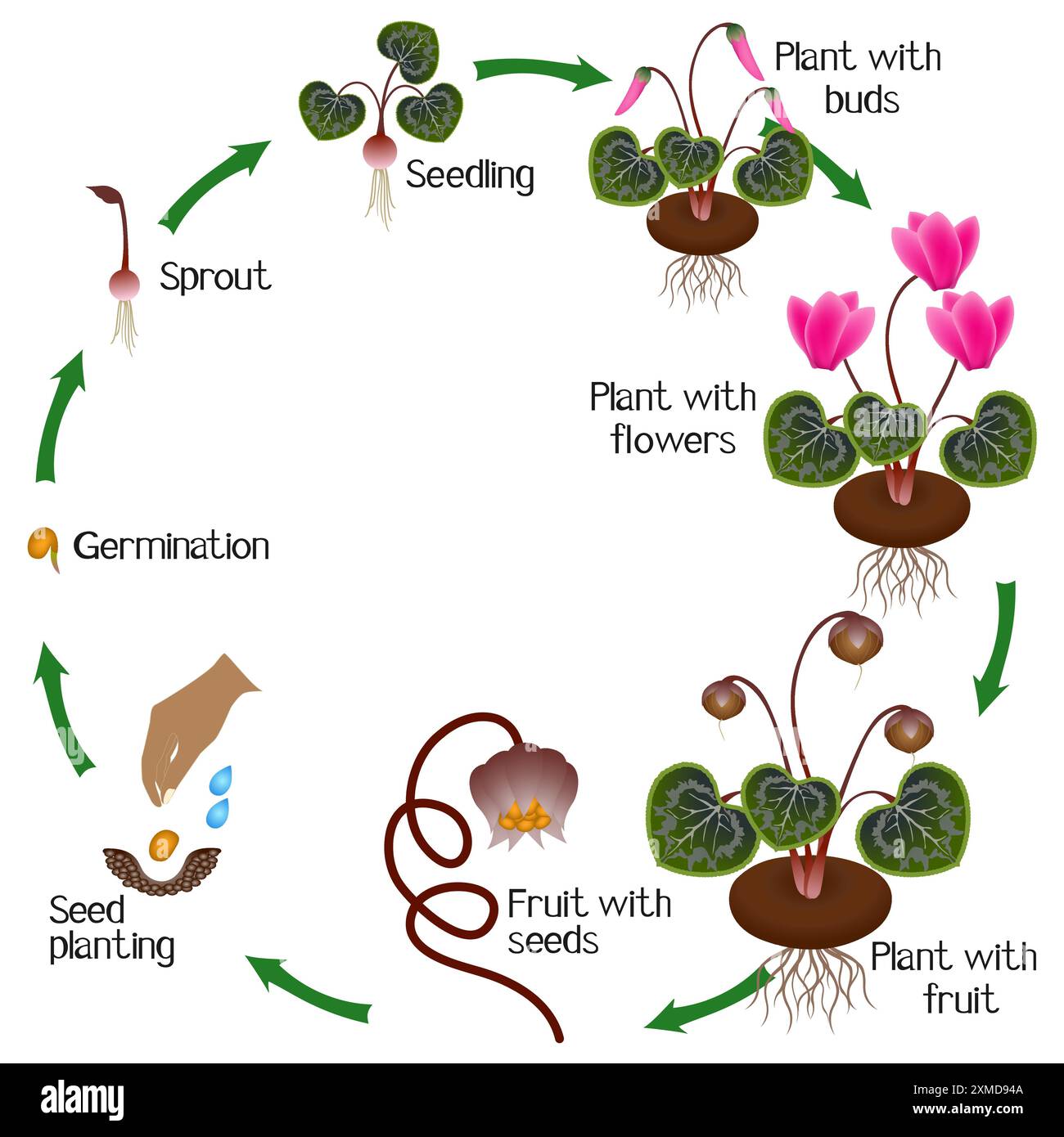 Cycle of a cyclamen plant growth isolated on white background Stock ...