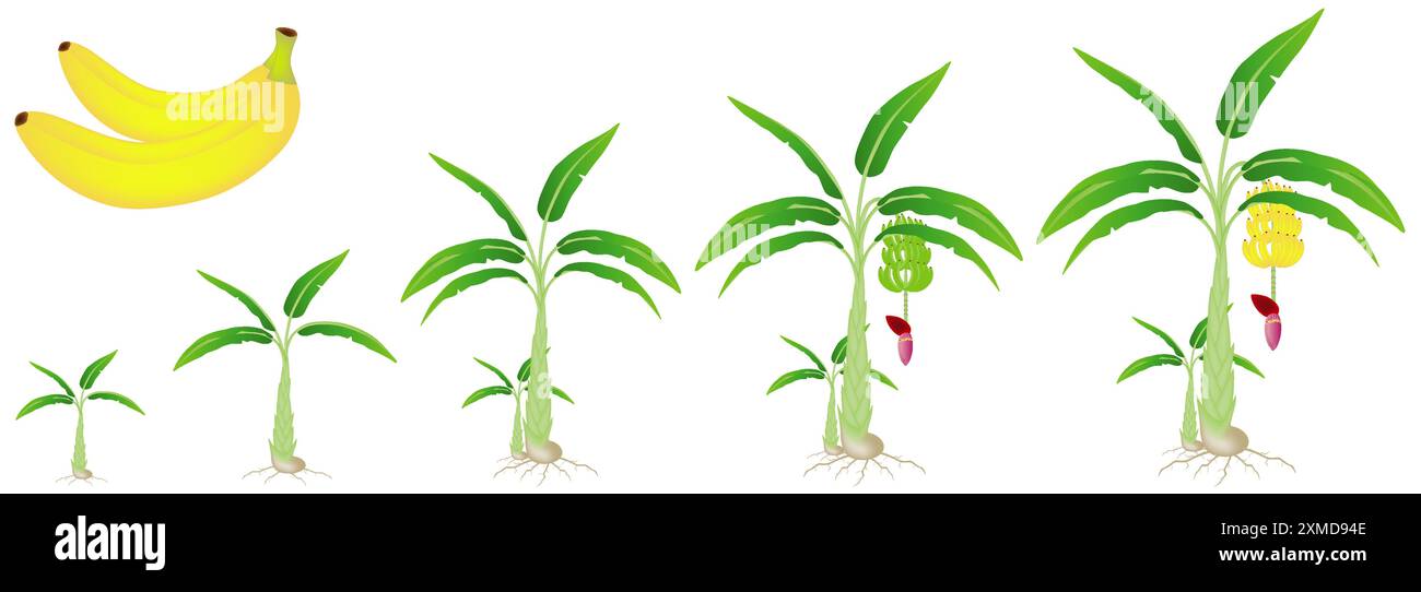 A growth cycle of a banana plant isolated on a white background Stock ...
