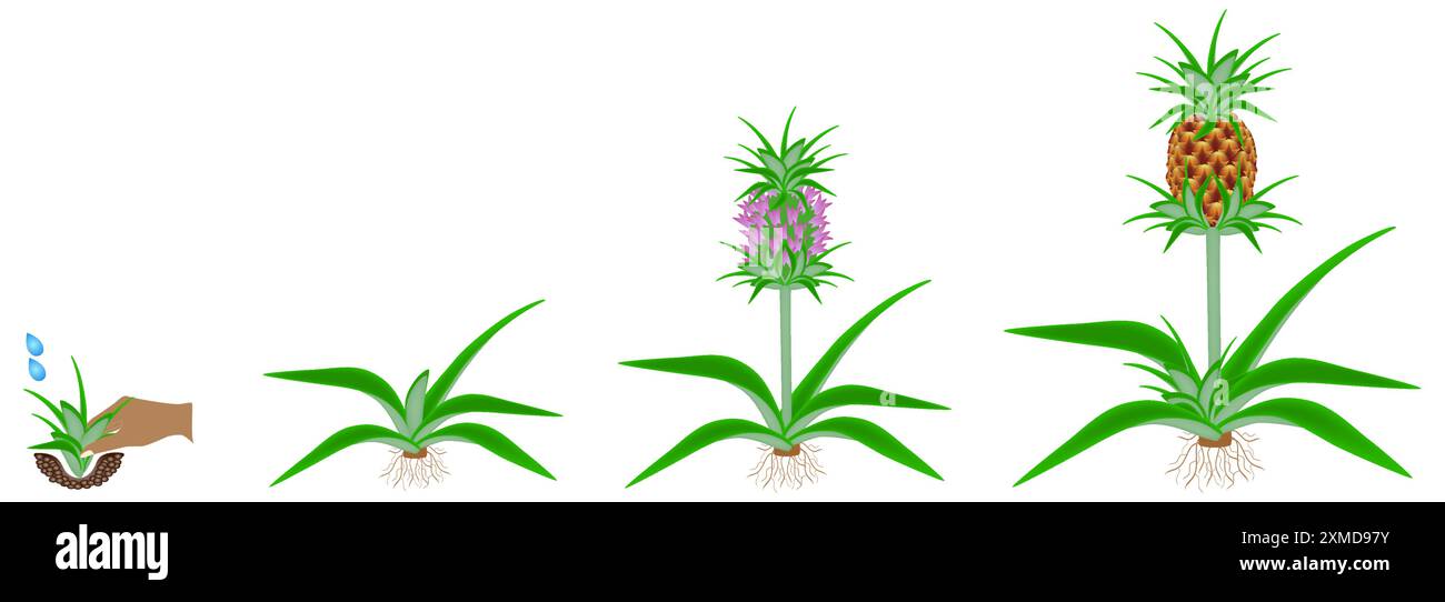 Cycle of growth of a plant of a pineapple isolated on a white ...