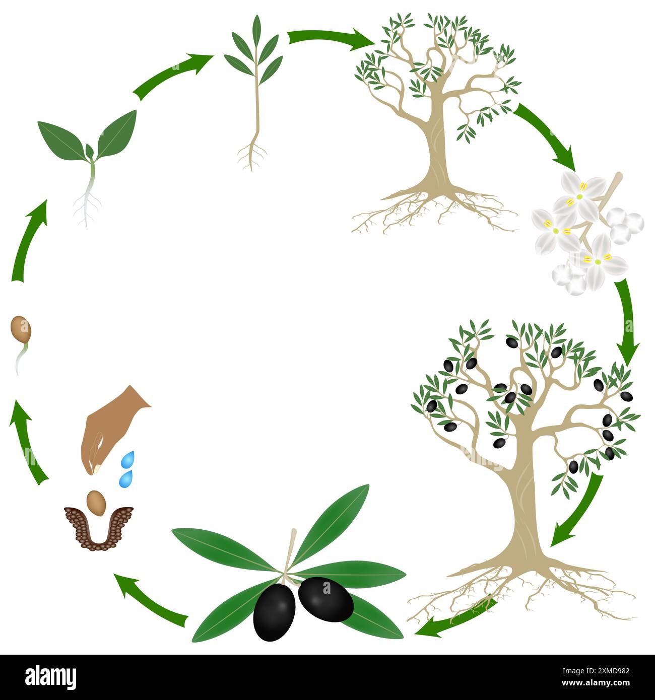 Life cycle of a olives plant on a white background Stock Vector Image ...