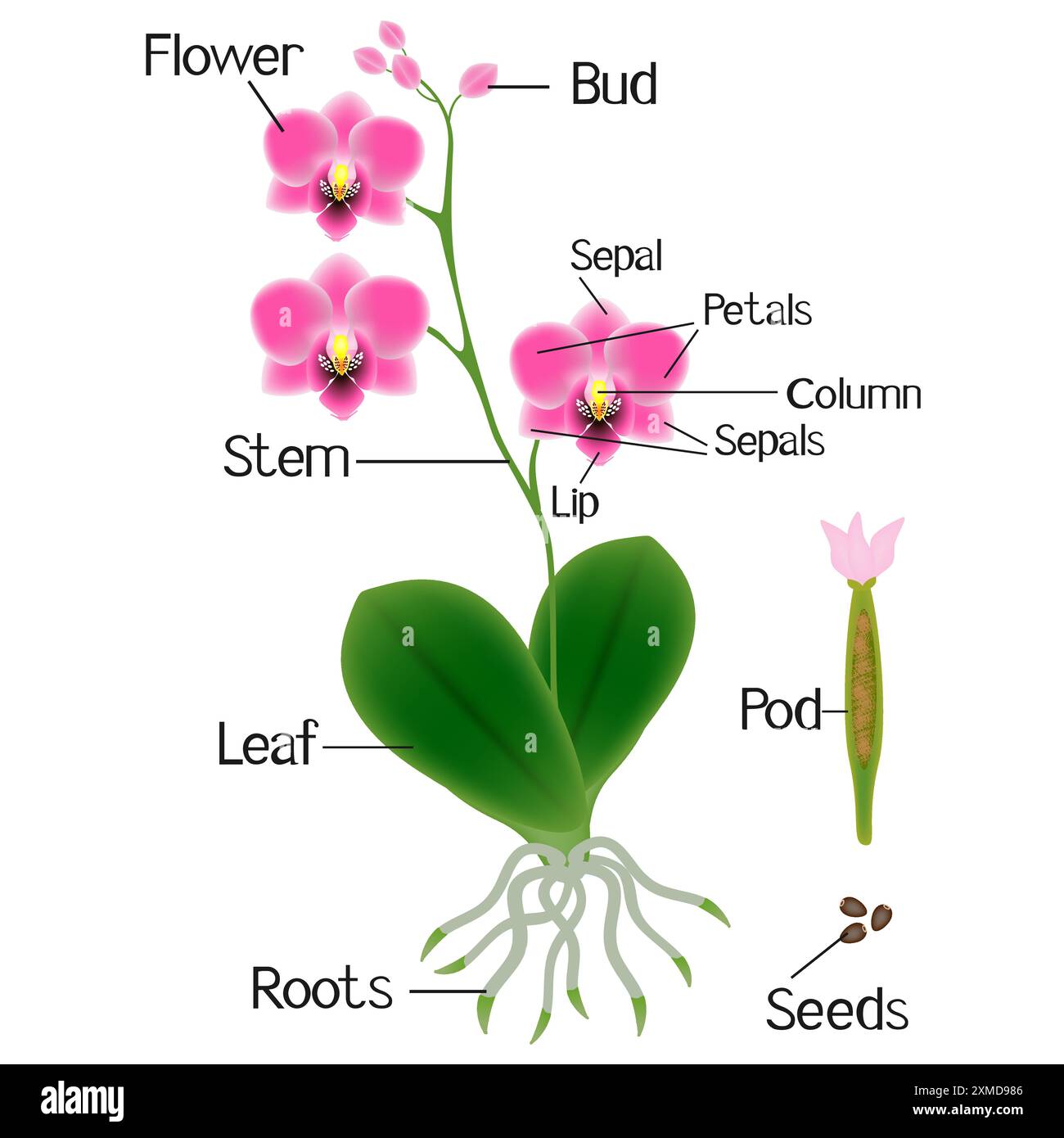 Part of a plant of pink orchid isolated on white background Stock ...