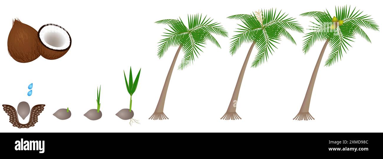 Cycle of growth of a plant of a coconut isolated on a white background ...