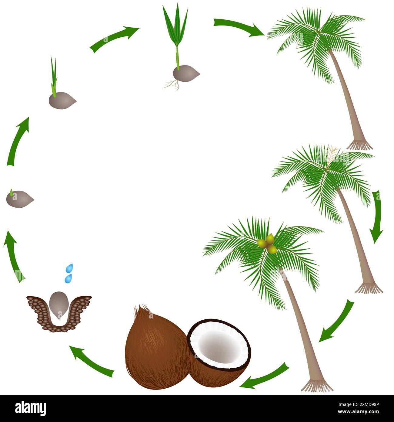 Coconut tree parts hi-res stock photography and images - Alamy