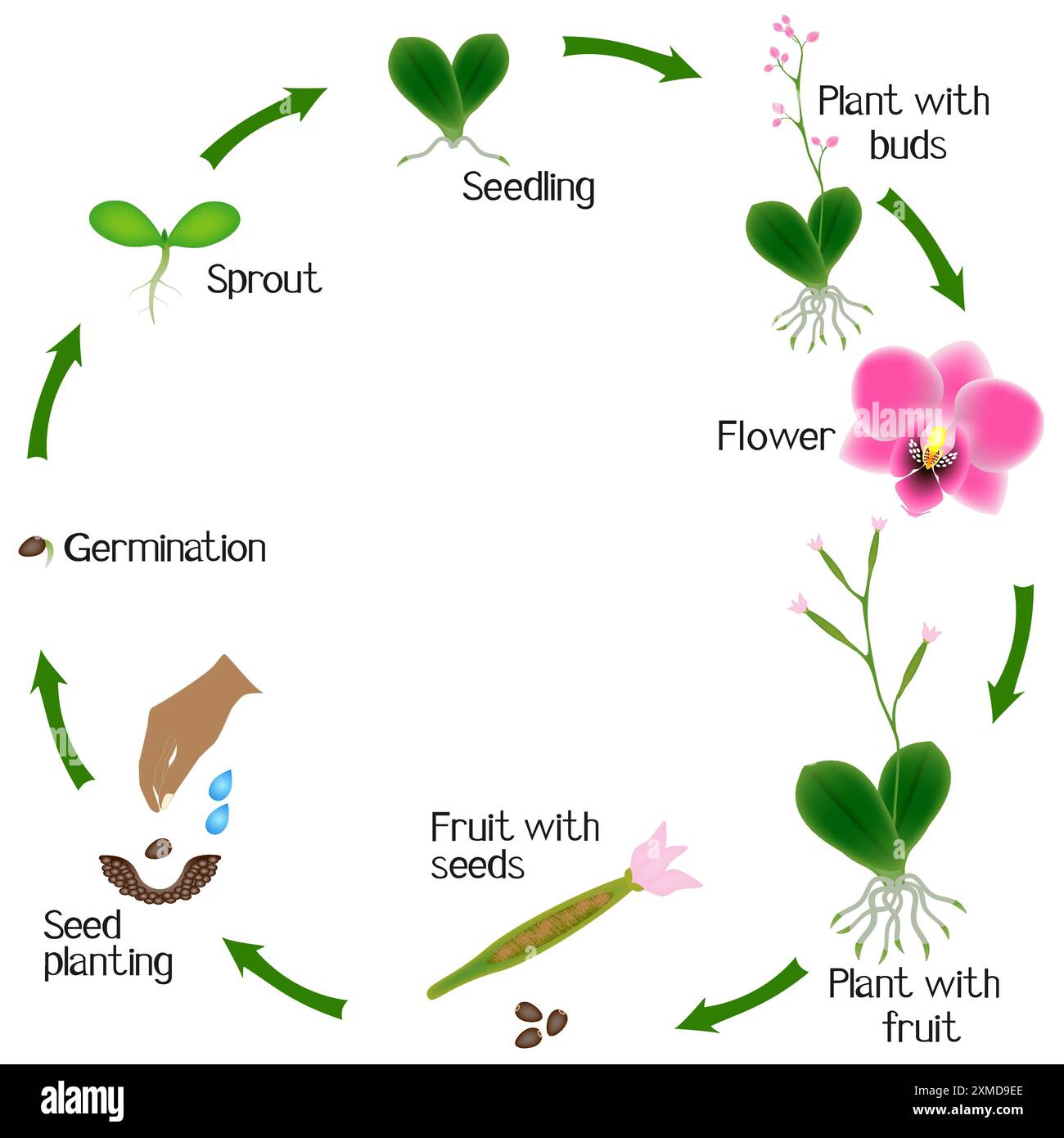 Grow root cycle development Stock Vector Images - Alamy