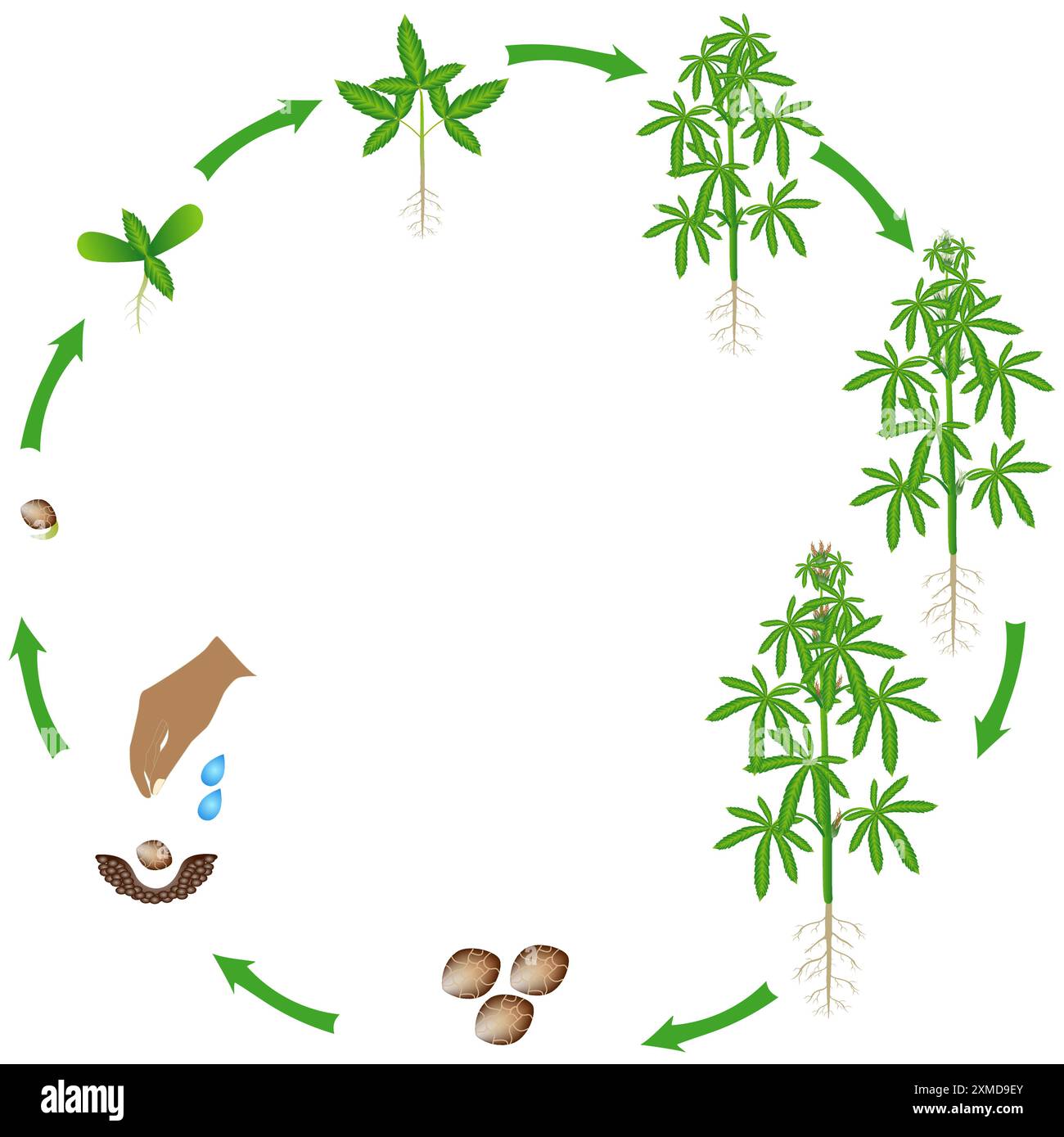 Sprout cannabis plant Cut Out Stock Images & Pictures - Alamy