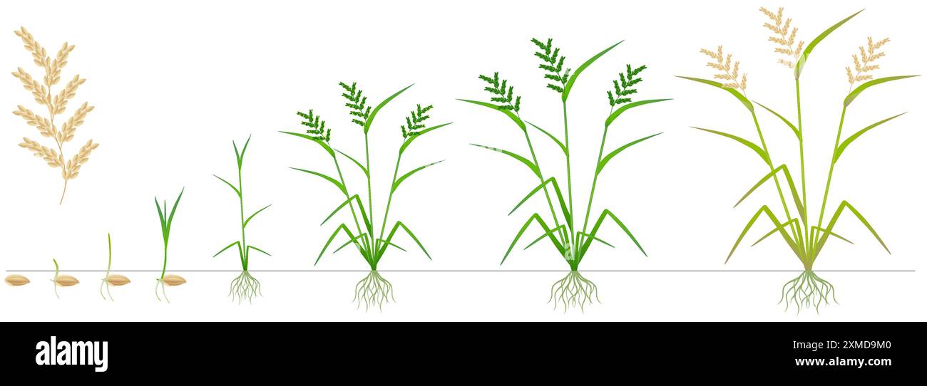 Rice cultivation background Stock Vector Images - Alamy