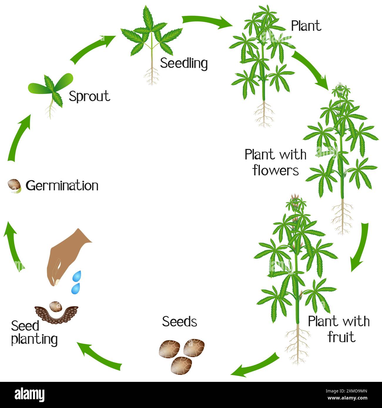 Cycle of a cannabis plant growth isolated on white background Stock ...