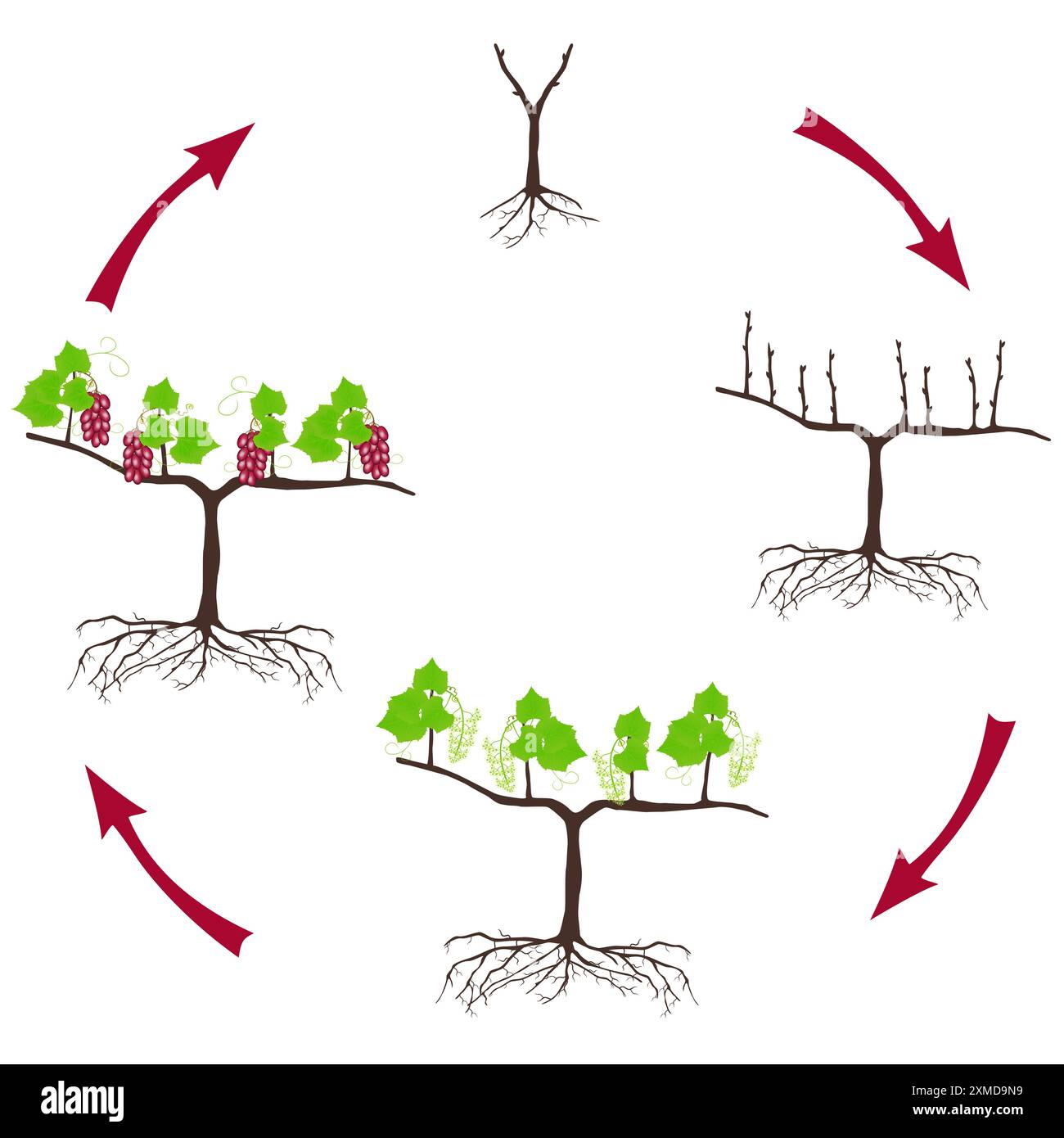 Life cycle of a grapes plant on a white background Stock Vector Image ...