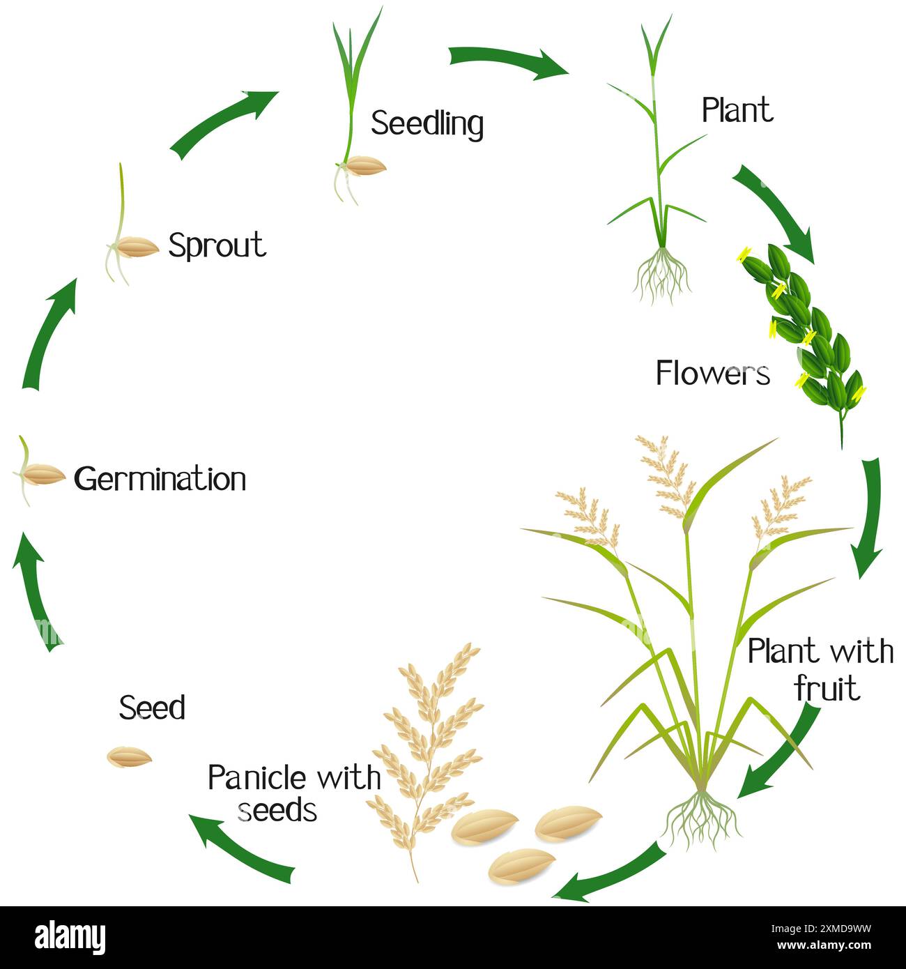 Cycle of a rice plant growth isolated on white background Stock Vector ...