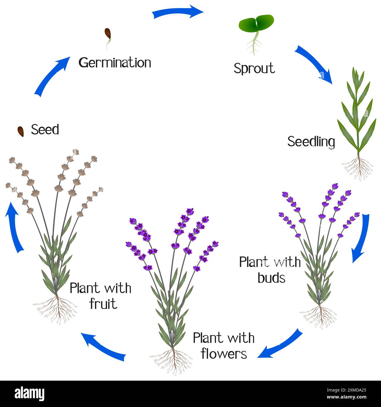 Cycle of a lavender plant growth isolated on white background Stock ...