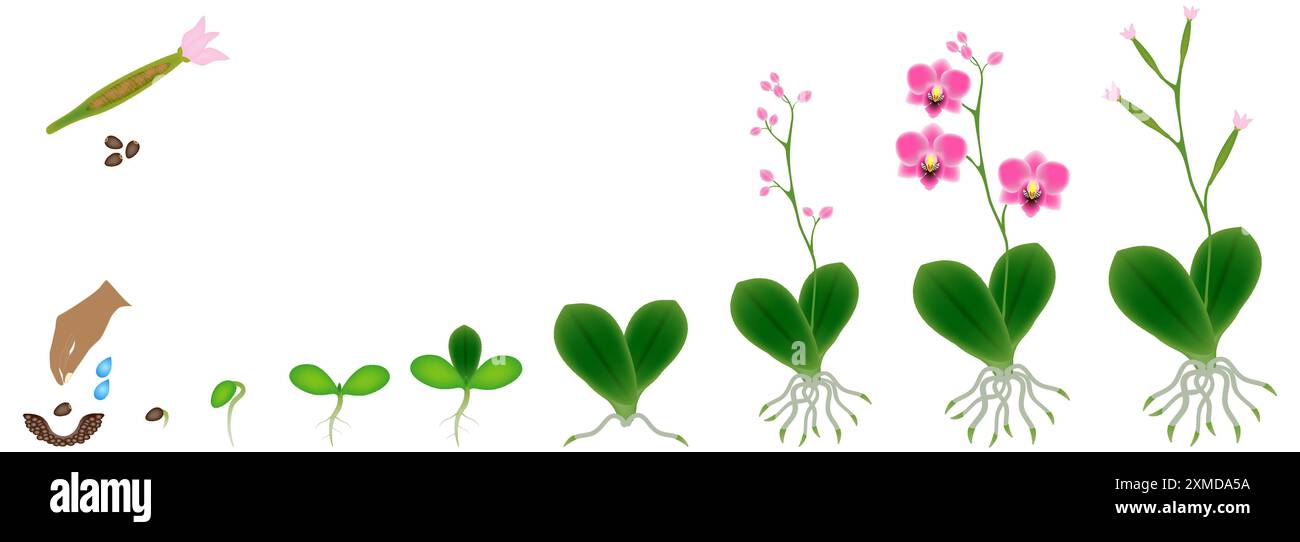 Cycle of growth of a plant of a orchid isolated on a white background ...