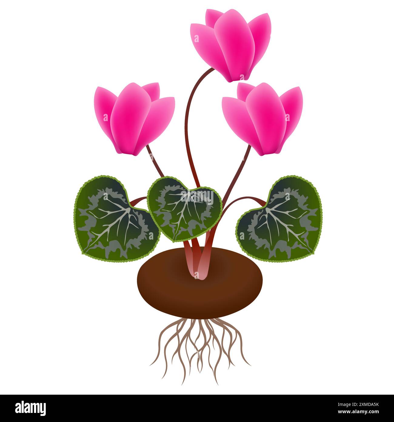 Cyclamen plant with roots isolated on white background Stock Vector ...