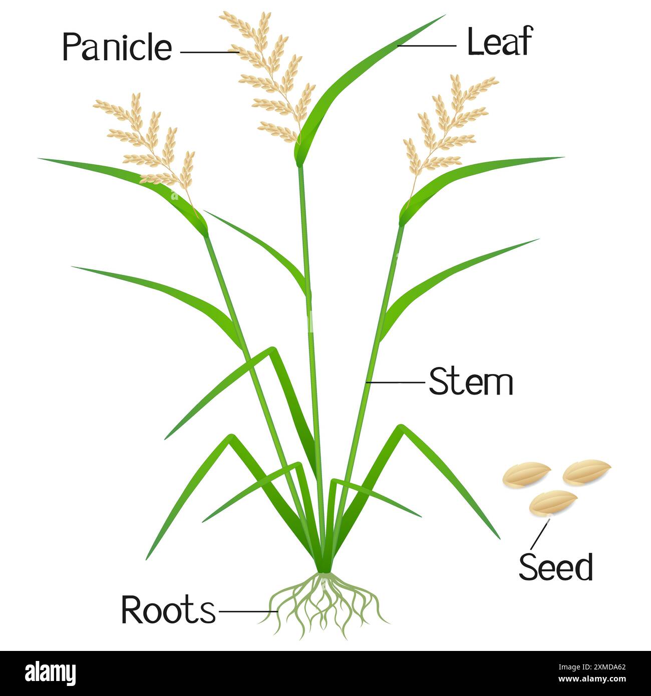 An illustration showing parts of a rice plant Stock Vector Image & Art ...