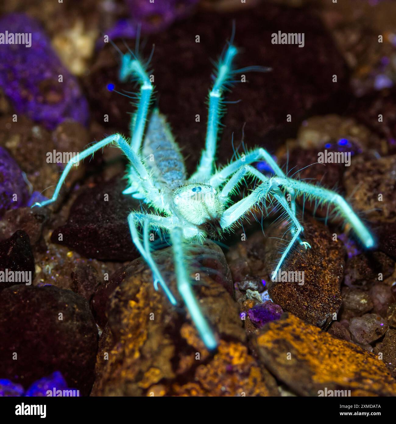 Sun Spider Under Black Light Stock Photo - Alamy