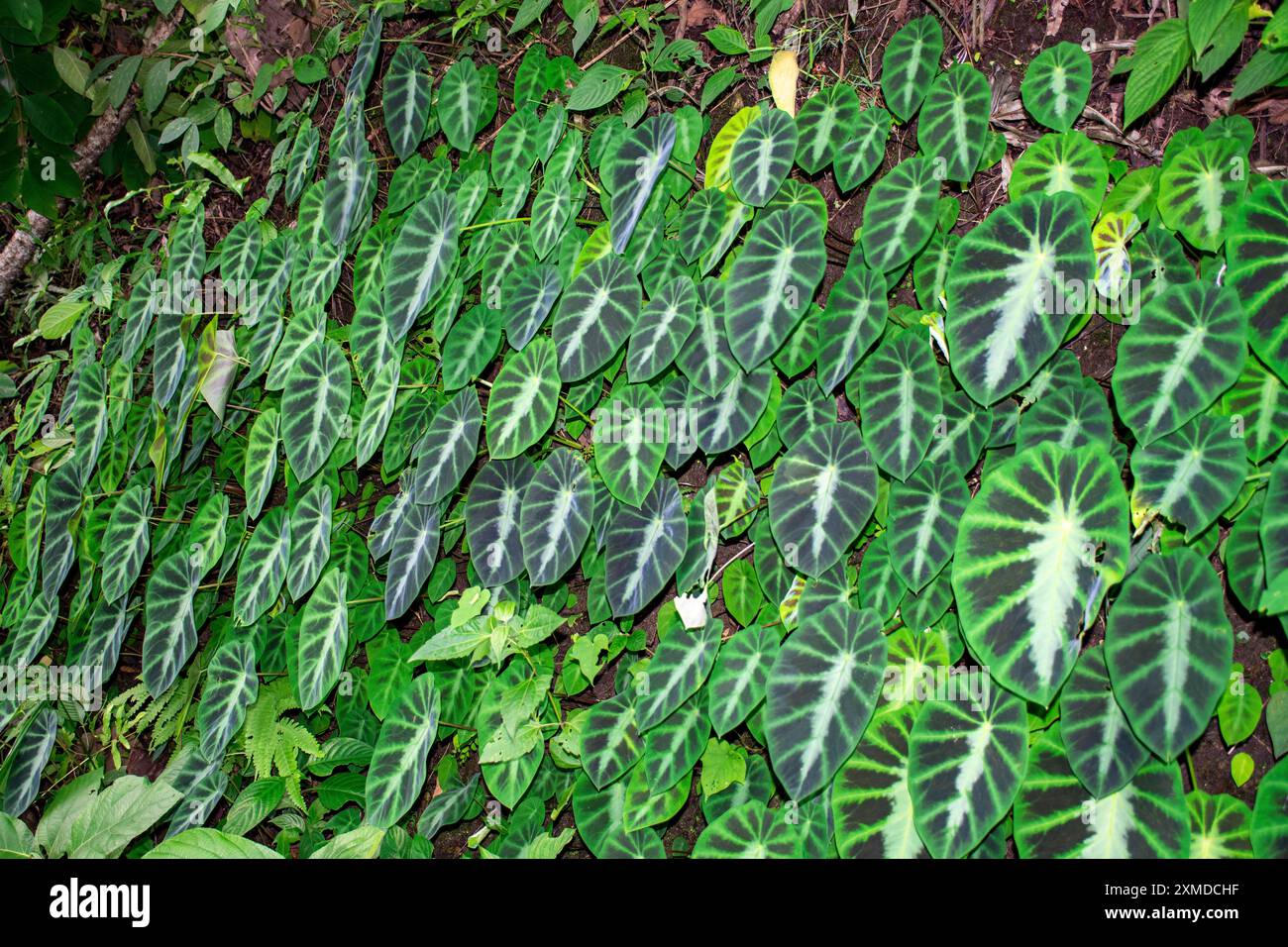 Colocasia parttime-ninja plants commonly known as elephant ears or ...