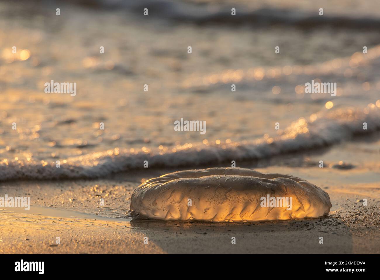 Jellyfish brain hi-res stock photography and images - Alamy