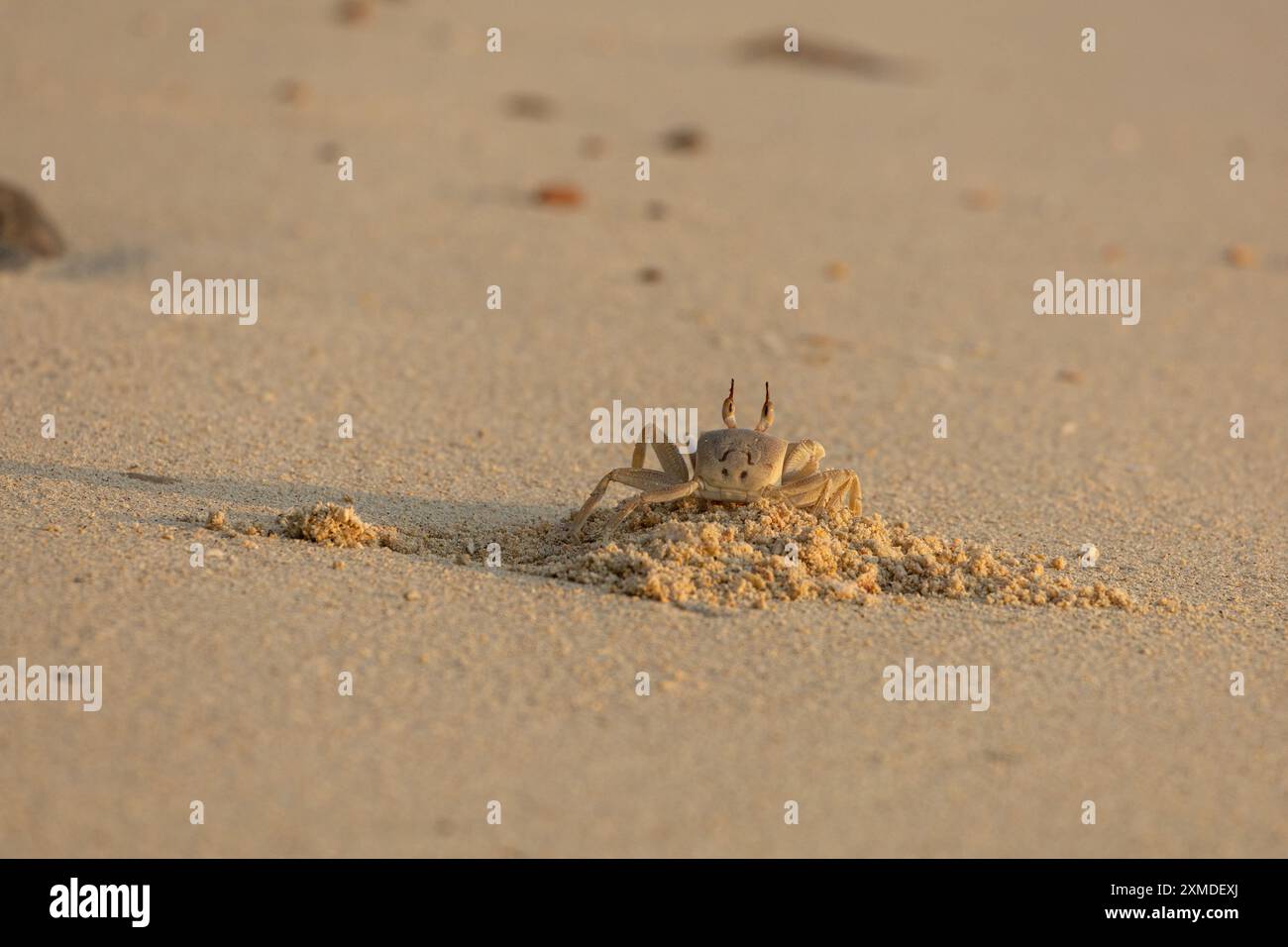 Burrow crab on beach hi-res stock photography and images - Alamy