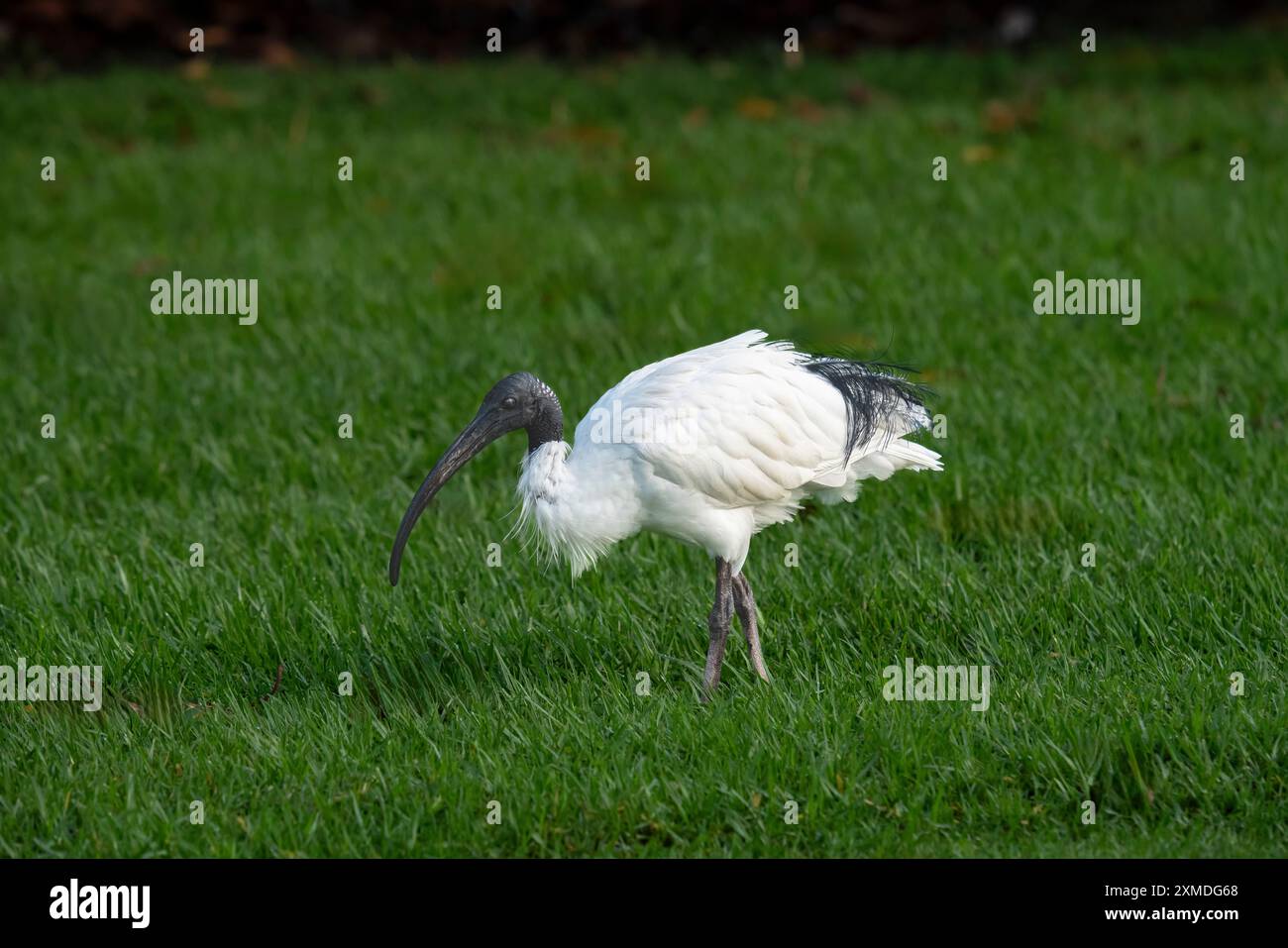 The Australian white Ibis in the Royal Botanical Gardens, Sydney ...