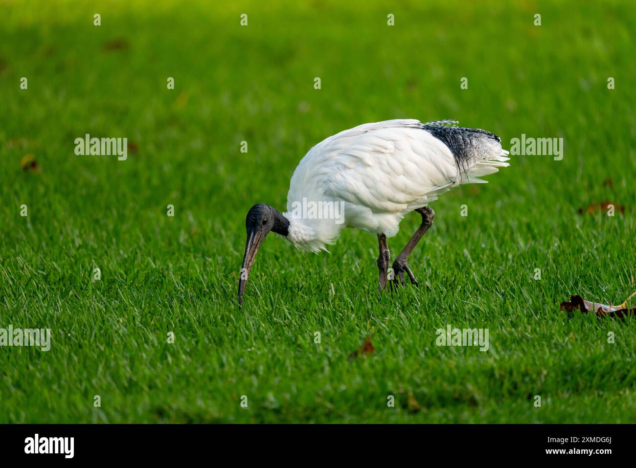 The Australian white Ibis in the Royal Botanical Gardens, Sydney ...