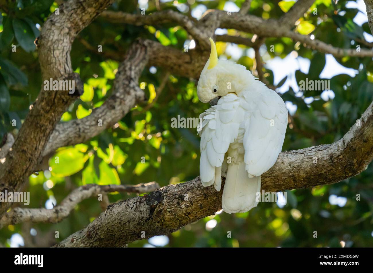 Cockatoos in the trees at the Royal Botanical Gardens, Sydney ...