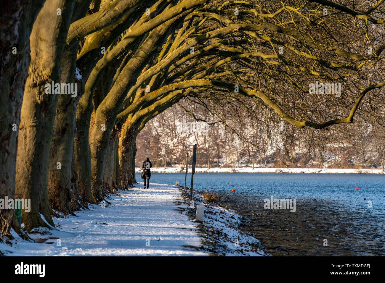 Walk avenue trees hi-res stock photography and images - Alamy