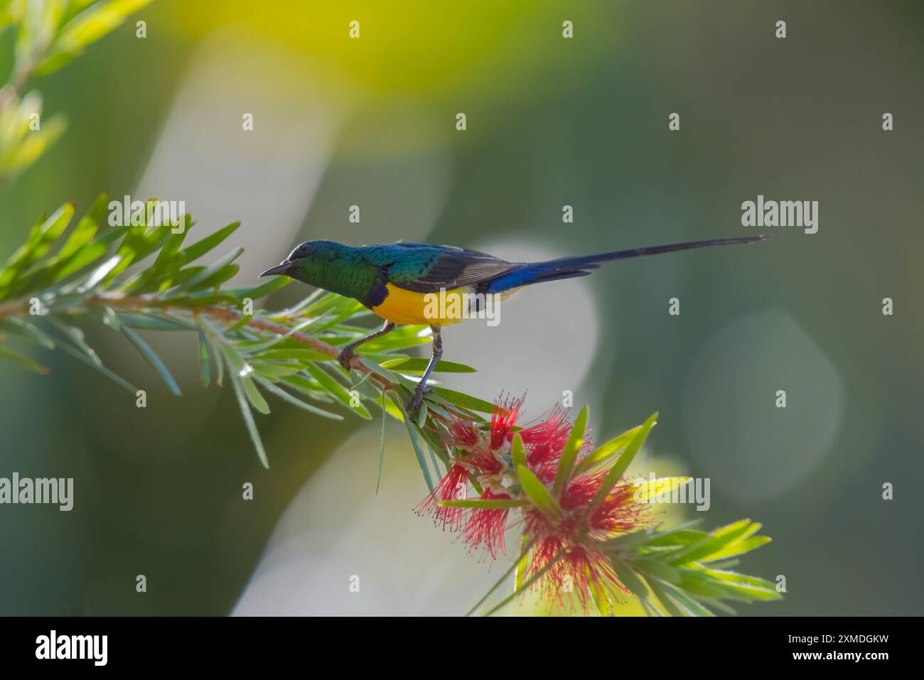 Saudi birdlife hi-res stock photography and images - Alamy