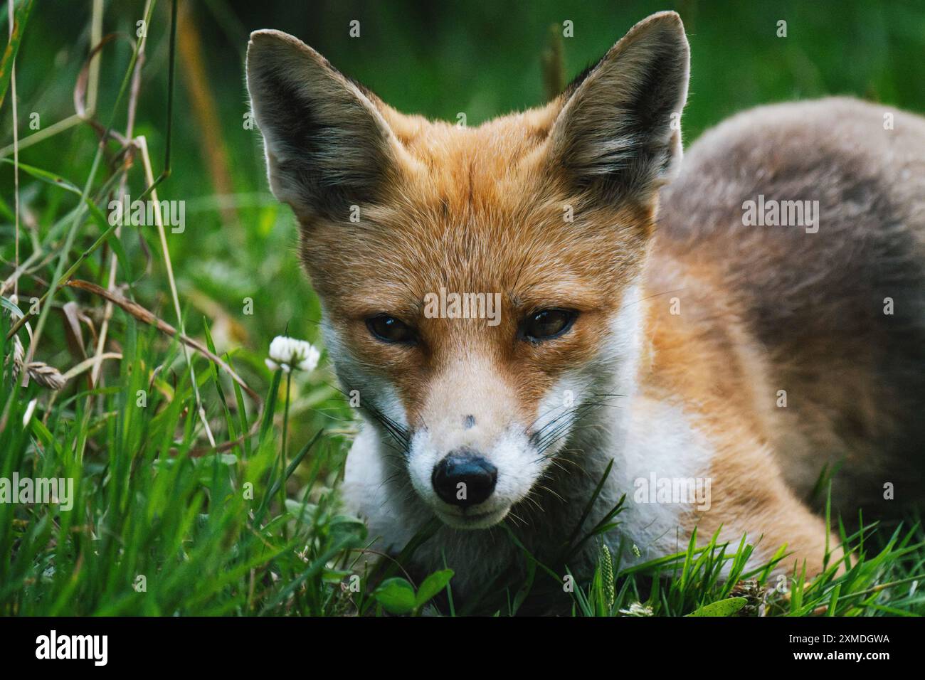 Young fox laying in the grass Stock Photo - Alamy